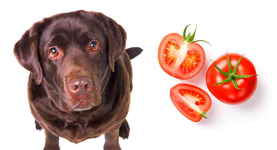 Can Dogs Eat Tomatoes?