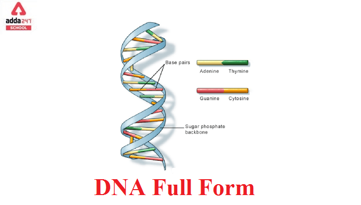 DNA Full Form - Meaning and Facts about Deoxyribonucleic acid