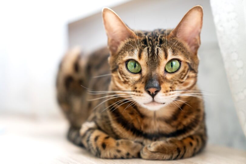 Bengal Cat Characteristics. — citiMuzik
