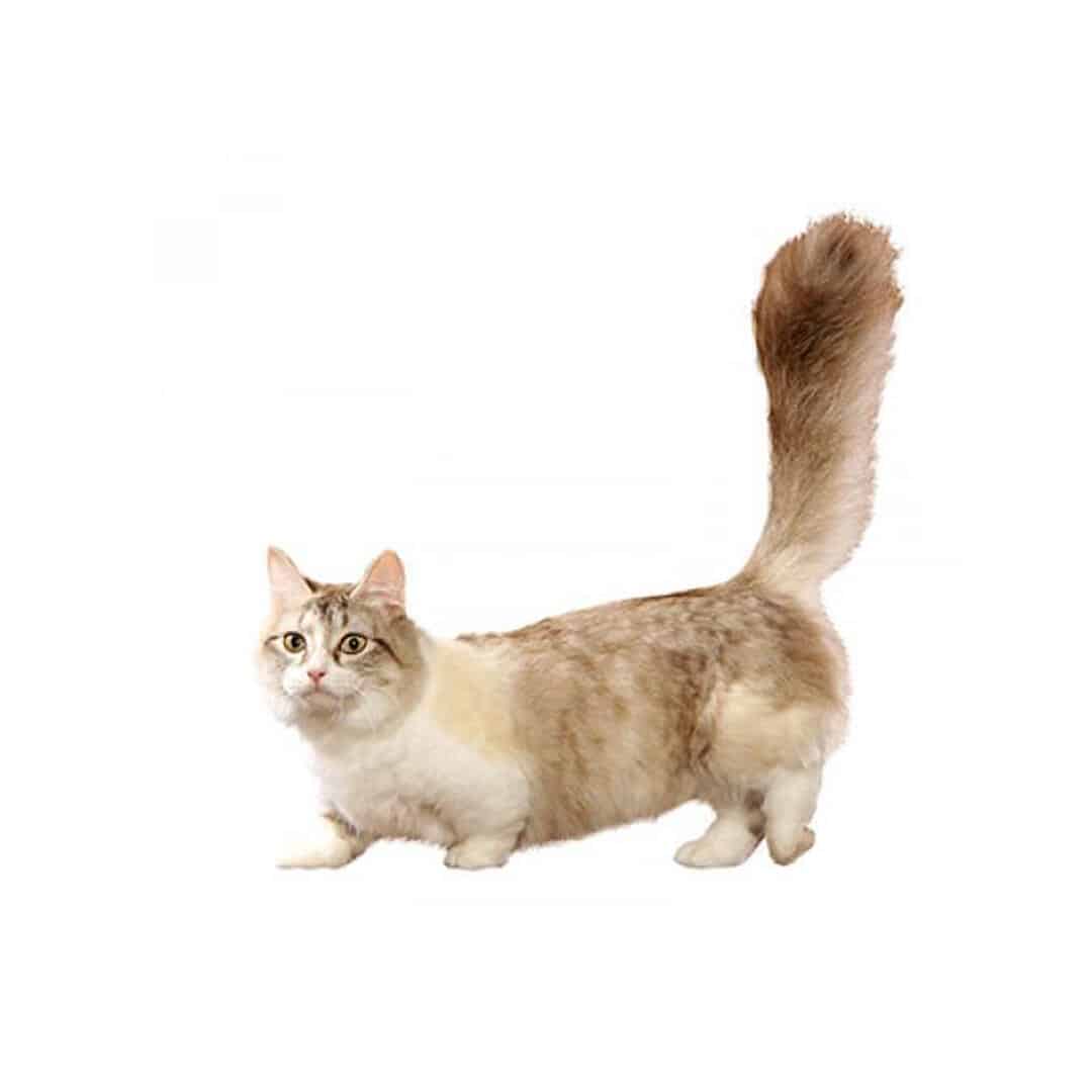 Munchkin Cat Breed Information, Characteristics and Care