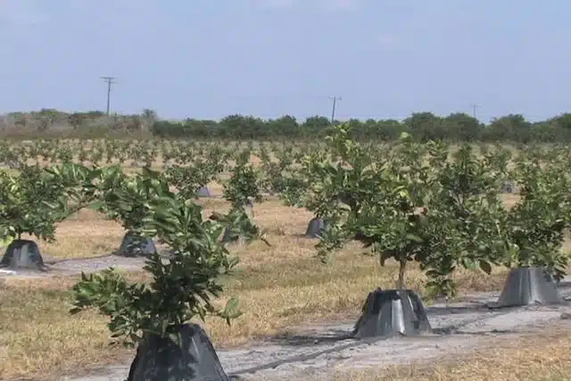 Tree T-PEE Net Worth and Its Impact - citiMuzik